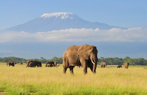 Efficient Biomedical and General Waste Management in Kenya - HICLOVER